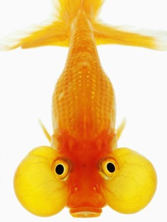 'Face of koi fish' Photographic Print - Martin Harvey | AllPosters.com