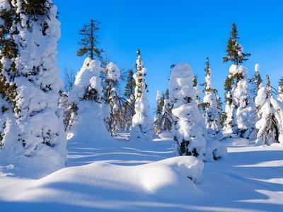 Boreal Forest or Taiga with spruce trees in winter. Riisitunturi NP in ...