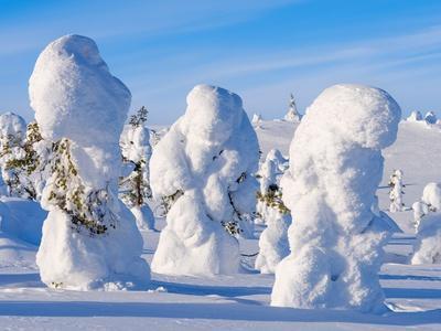 Boreal Forest or Taiga with spruce trees in winter. Riisitunturi NP in ...