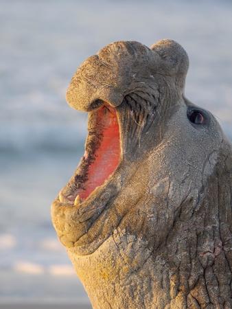 'Bull of South American Sea Lion on Bleaker Island. South America ...