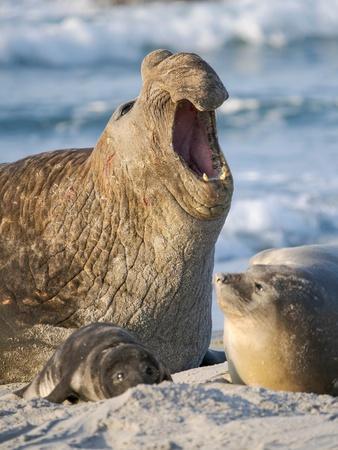 'Bull of South American Sea Lion on Bleaker Island. South America ...
