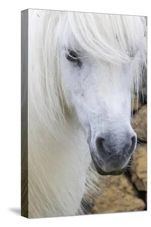 'Close Up' Stretched Canvas Print - Martin Zwick | AllPosters.com