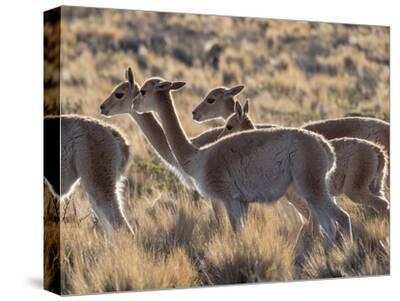 'Family Adventure' Stretched Canvas Print - Martin Zwick | AllPosters.com