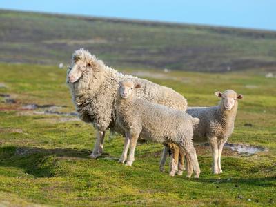 'Merino sheep. Sheep farming of great economic importance to the ...