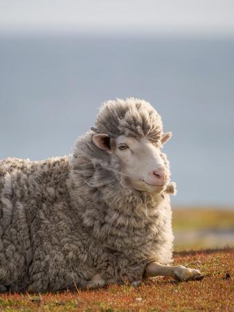 Merino sheep. Sheep farming of great economic importance to the ...