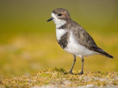 'Two-banded plover on the coast at Volunteer Point. South America ...