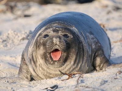 'Weaned pup of southern elephant seal on beach of Sea Lion Island ...
