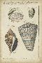 'Vintage Shell Study II' Prints - Martini | AllPosters.com