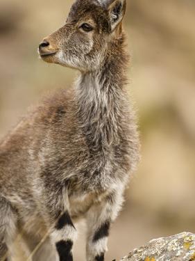 Affordable Mary Ann McDonald Posters for sale at AllPosters.com