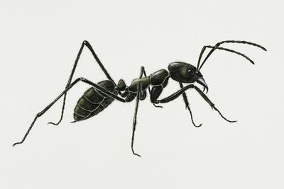 'Matabele Ant (Megaponera Foetens), Formicidae' Giclee Print ...