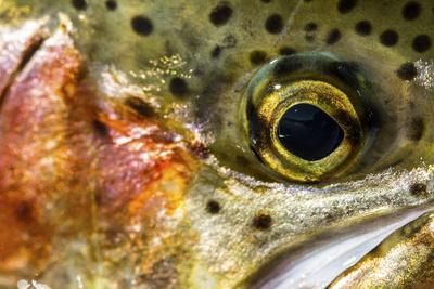'Scales of Rainbow Trout' Photographic Print - Matt Jones | AllPosters.com