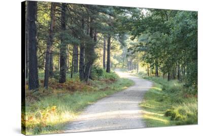 'Certain Path' Stretched Canvas Print - Matt Roseveare | AllPosters.com