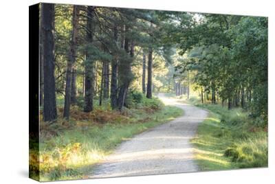 'Certain Path' Stretched Canvas Print - Matt Roseveare | AllPosters.com