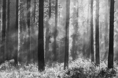 Dawn Drift - Forest Giclee Print - Matt Roseveare | AllPosters.com