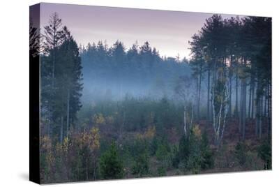 'Fading Forest' Stretched Canvas Print - Matt Roseveare | AllPosters.com