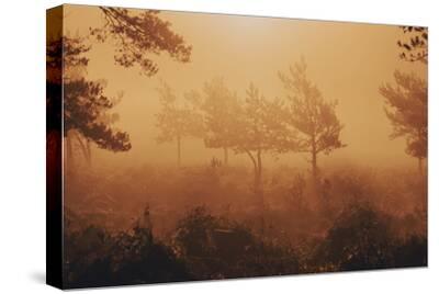 Fading Light Stretched Canvas Print - Matt Roseveare | AllPosters.com