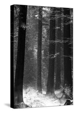 Forest Bold Stretched Canvas Print - Matt Roseveare | AllPosters.com