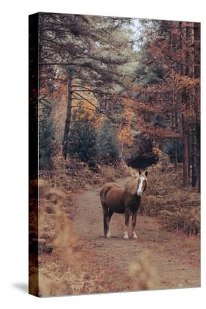 Forest Crossing Stretched Canvas Print - Matt Roseveare | AllPosters.com