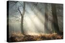 'Glorious Light' Stretched Canvas Print - Matt Roseveare | AllPosters.com