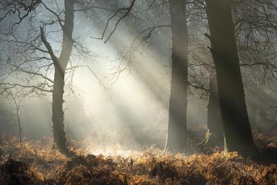 Glorious Light Giclee Print - Matt Roseveare | AllPosters.com