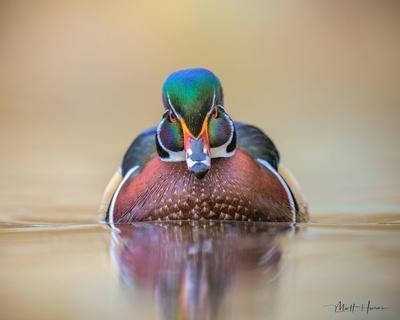Facing Off with Wood Duck - Matthew Huras | AllPosters.com