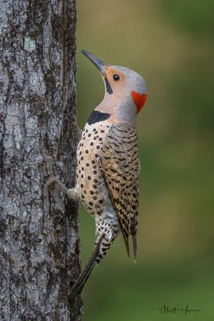 Northern Flicker Prints - Matthew Huras | AllPosters.com