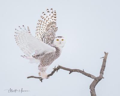 'Snowy Owl Taking Off' Posters - Matthew Huras | AllPosters.com