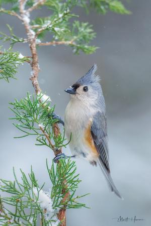 'Tufted Titmouse on Juniper in Snow Landscape' Posters - Matthew Huras ...