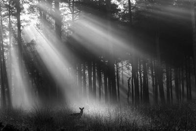 'Roe in Rays' Giclee Print - Matthew Roseveare | AllPosters.com