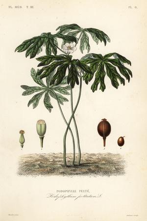 'Mayapple or American Mandrake, Podophyllum Peltatum, Podophylle Pelte ...