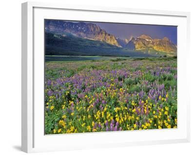 'Meadow of Wildflowers in the Many Glacier Valley of Glacier National Park, Montana, USA ...