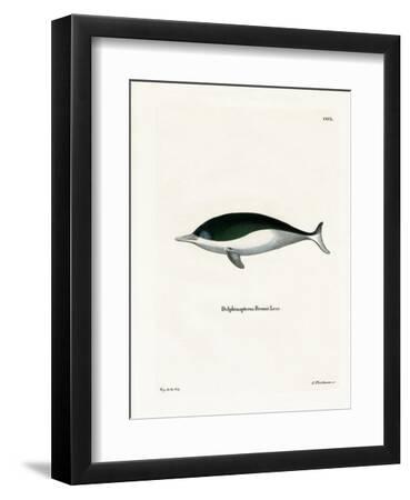 'Mealy-Mouthed Porpoise' Giclee Print | AllPosters.com