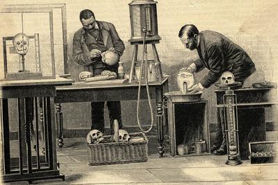 'Measuring Cranial Capacity of Skulls' Giclee Print | AllPosters.com