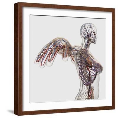 'Medical Illustration of Arteries, Veins And Lymphatic System in Female ...