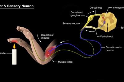 'Medical illustration showing the structure of a motor neuron and ...