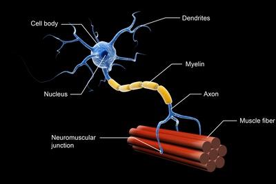 'Medical illustration showing the structure of a motor neuron.' Posters ...