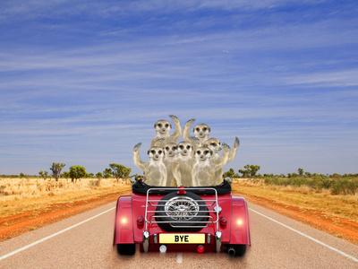 'Meerkats in Car Waving' Photographic Print | AllPosters.com