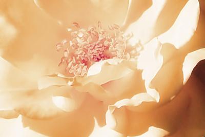 'Melon Rose II' Photographic Print - Alan Hausenflock | AllPosters.com