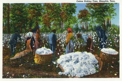 'Memphis, Tennessee - View of Cotton Workers Laboring in a Blooming ...