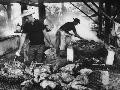 'Men Preparing Chicken and Pork During Swamp Barbeque' Photographic ...