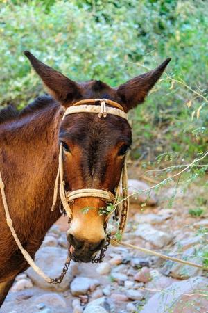 'Mexico, Baja California Sur, Sierra de San Francisco. Mule with a ...