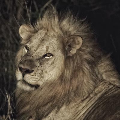 'Mfuwe Lion' Giclee Print - Wink Gaines | AllPosters.com