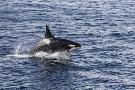 'Adult Bull Type a Killer Whale (Orcinus Orca) Power Lunging in the ...