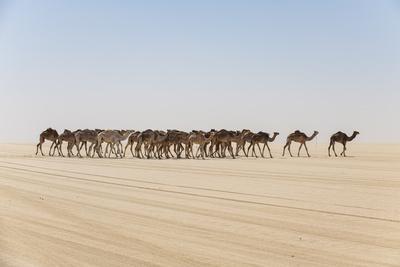 Camel caravan on the Djado Plateau, Sahara, Niger, Africa Photographic ...