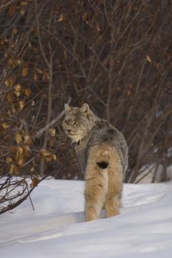 Affordable Canadian Lynx Posters for sale at AllPosters.com
