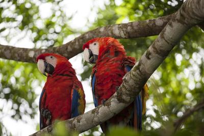 'Scarlet Macaw (Ara Macao) Wild, Chiapas State, Mexico' Photographic ...