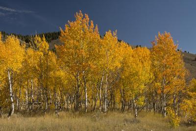 Autumn Colors, Boulder Mountains, Sawtooth National Forest, Idaho, USA ...