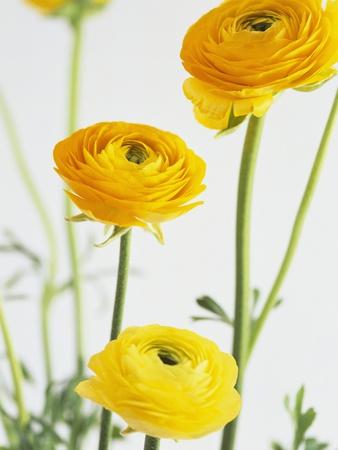 'Yellow Ranunculus' Photographic Print - Michelle Garrett | AllPosters.com
