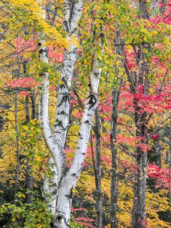 'Michigan, Upper Peninsula. Hardwood Forest in Ontonagon County in Fall ...