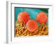 'Mallow Plant Pollen Magnified 300 Times' Photographic Print - Micro ...